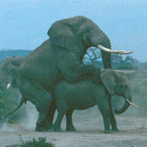 Stream Elephant Sex By Dark Presense Listen Online For Free On Soundcloud