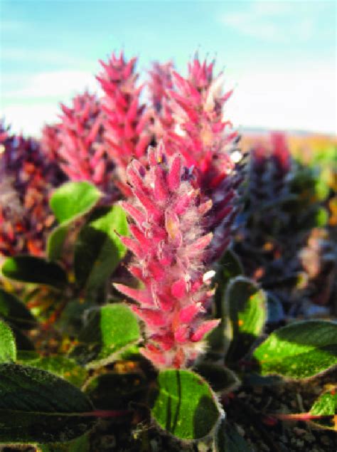 Arctic Willow