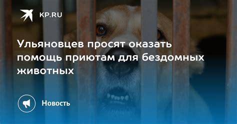 Ульяновцев просят оказать помощь приютам для бездомных животных Kp Ru