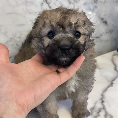 푸숑 남아599000 비숑프리제분양가 유기견 미니비숑 웰시코기분양 스피츠 요크셔테리어분양 먼치킨고양이 노르웨이숲고양이분양 강아지책임분양 브리티쉬숏헤어분양 도그마루