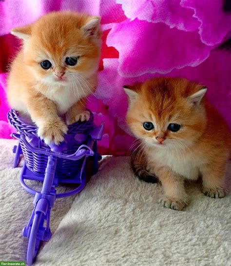 Reinrassige Bkh Kitten Mit Stammbaum Tierinserat 434409