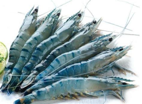 PRODUCT SHRIMP09 : C?NG TY CP TH?Y S?N NAM S?NG H?U | GOLDENQUALITY SEAFOOD CORP