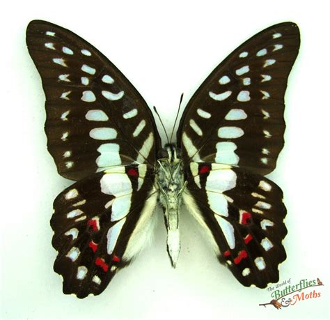 Graphium Eurypylus Pamphylus Indonesia World Of Butterflies And Moths