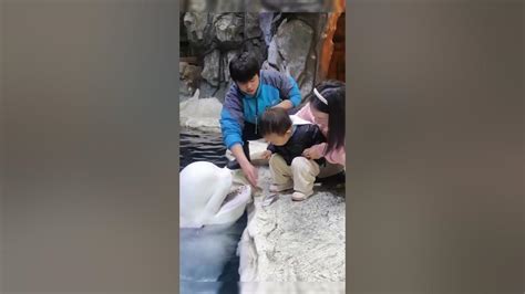 小朋友在家人和饲养员的陪伴下跟展馆里的白鲸互动，白鲸“温柔”跃出水面亲吻人类幼崽，画面温馨又治愈。网友：被小可爱和大可爱的互动萌化了！ Youtube
