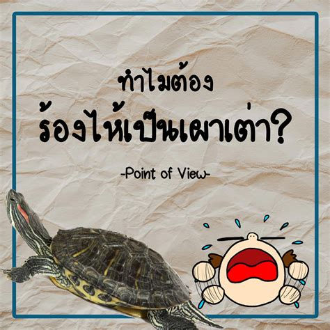 ทำไมต้องร้องไห้เป็นเผาเต่า … น้องเต่าเกี่ยวอะไรด้วย ไปหาคำตอบจากเพจ Point Of View กันค่ะ