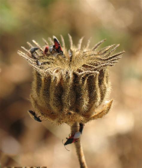 Facts About Velvet Leaf Health Benefits