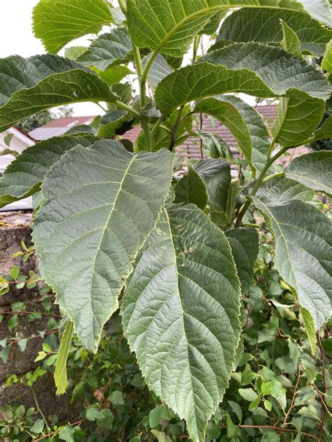 Ehretia Dicksonii Trees And Shrubs Online