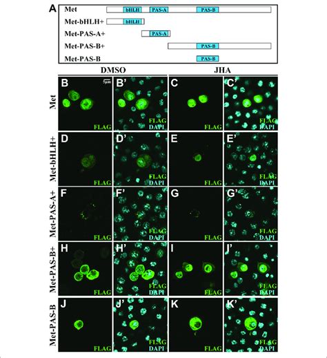 Subcellular Localization Of Distinct Fragments Of Met With A Flag Tag