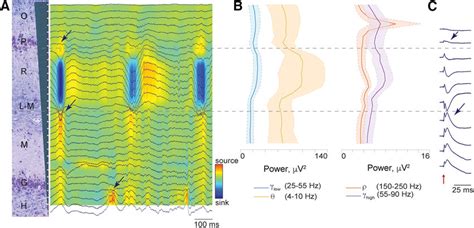 Laminar Structure Of Extracellular Recordings Reveals Electrode Download Scientific Diagram