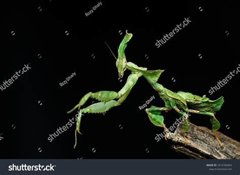African Ghost Mantis