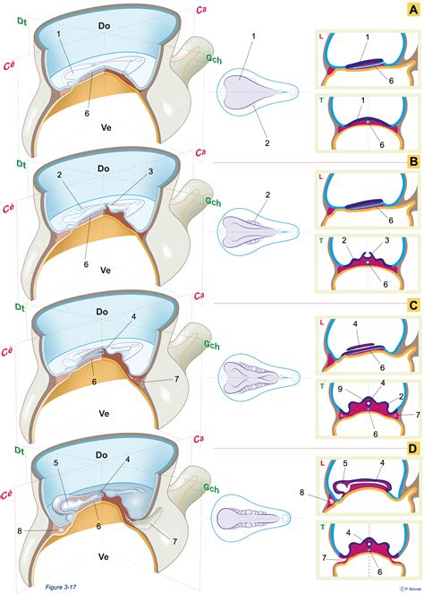 Section 4 Gastrulation Anatomie Humaine