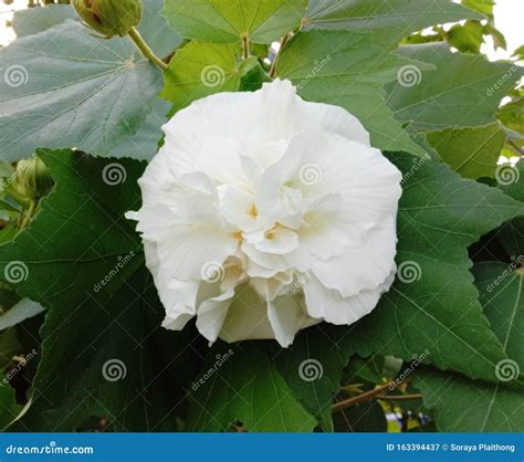 Hibiscus Needles Under The Microscope Royalty Free Stock Image 28153774