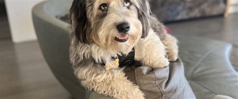 Cuteness Overload Why Cuteness Evokes Empathic Concern The Chronicle Of Evidence Based Mentoring