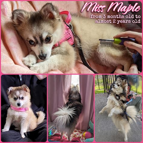 Full Grown Pomsky Puppies