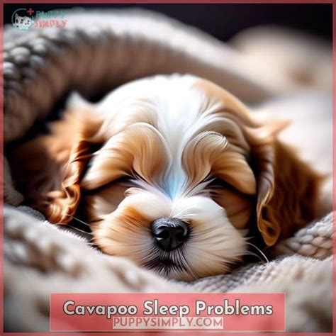 Uncover Cavapoo Puppies Sleep Secrets How Long And How Well
