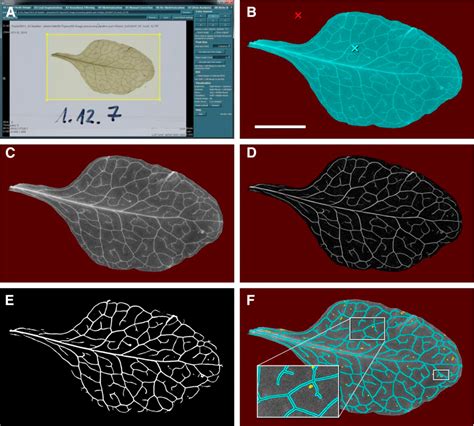 Figure 1 From Phenovein—a Tool For Leaf Vein Segmentation And Analysis1