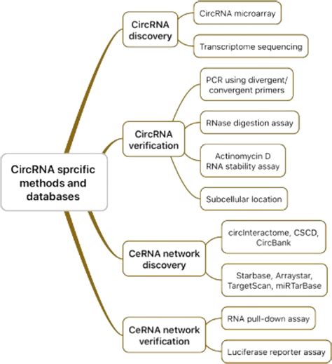 Workflow Of Conducting Circrna Research In Cancer And Circrna Specific Download Scientific