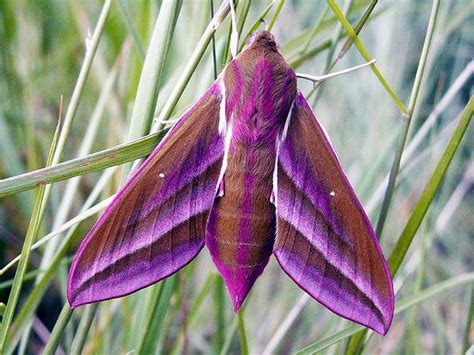 Purple Moth Beautiful Butterflies Butterfly Species Moth