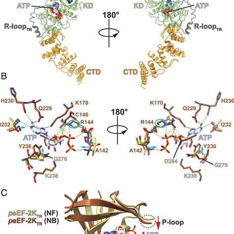 Structure Of The Nucleotide Bound Nb Cam•peef 2k Tr Complex A The Download Scientific