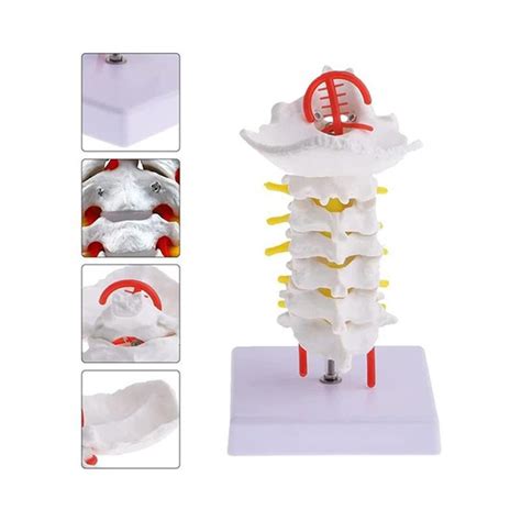 7 Cervical Vertebrae With Occipital Bone Model Cervical Vertebrae With Carotid Artery Model