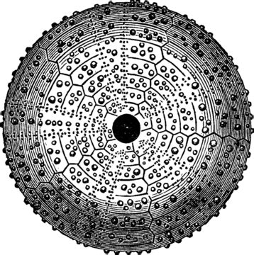 Restored Belemnitevintage Engraving Vector Jurassic Science Vector Vector Jurassic Science