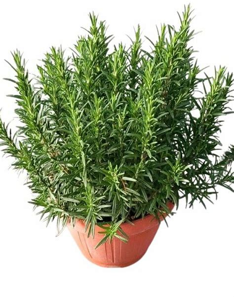 Rosmarinus Officinalis D And M Garden Centre