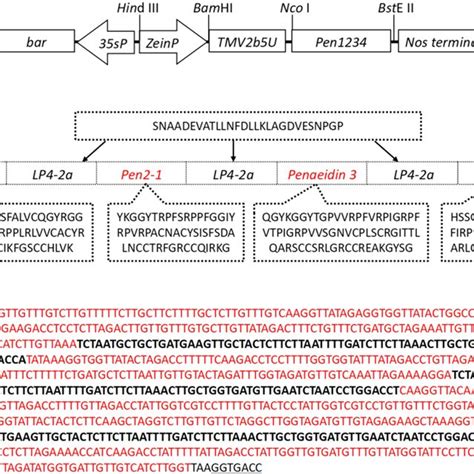 Construction Of Plant Expression Vector A Schematic Diagram Of The
