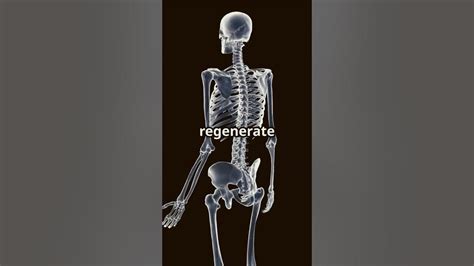 Did You Know Your Bones Regenerate 💀 Youtube