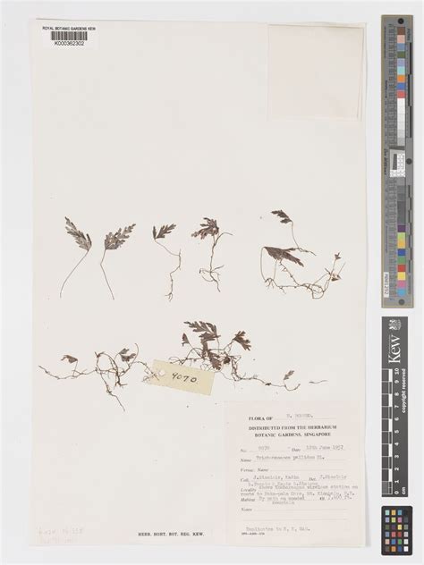 Triticum Turgidum Subsp Durum Desf Husn Plants Of The World