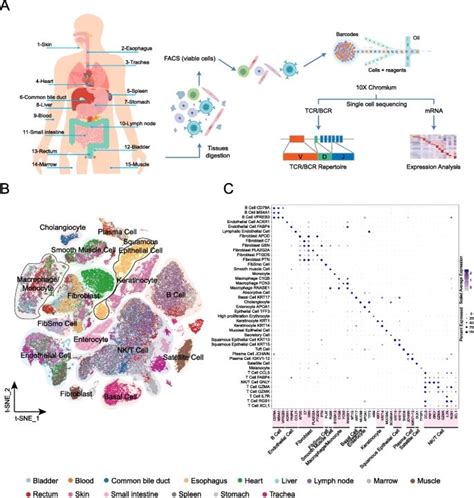 Single Cell Transcriptome Profiling Of An Adult Human Cell Atlas Of 15 Major Organs Genome