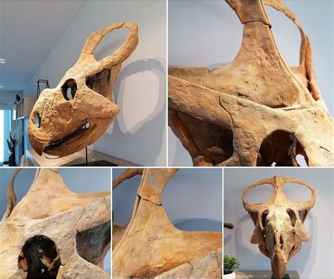 3d Printed Protoceratops Adult Skull Head Skull Skeleton Model Dinosaur