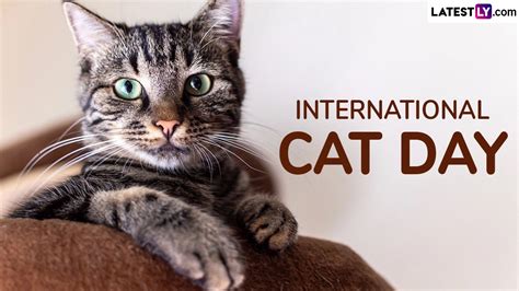 World Cat Day Quotes International Cat Day Curious Cat