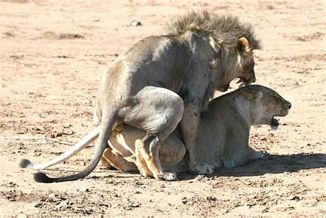 Male And Female Lions Mating