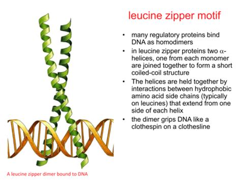Nucleic Acids And Dna Synthesis Transcription Regulation Of Gene