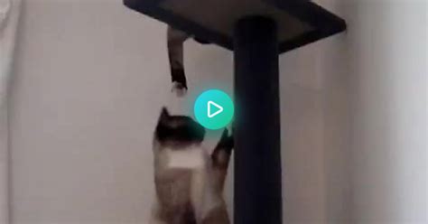 Clumsy Cat Post For My Cake Day Album On Imgur