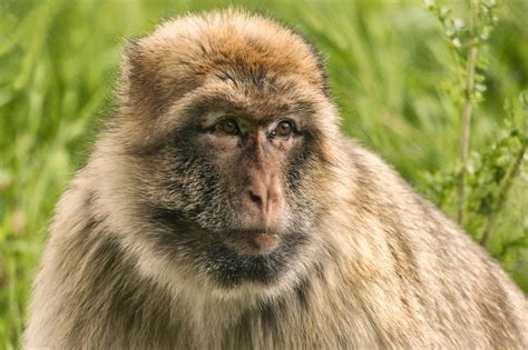 바바리 원숭이 대주교 야만적 Pixabay의 무료 사진 Pixabay