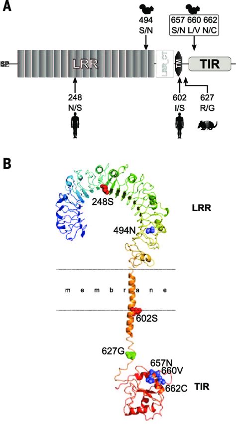 Organization Structure And Polymorphisms In Tlr1 Associated With Download Scientific Diagram