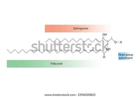 Diagram Showing Schematic Molecular Structure Sphingolipid Stock Vector