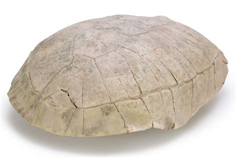 96 Fossil Female Tortoise Testudo Shell South Dakota 249243