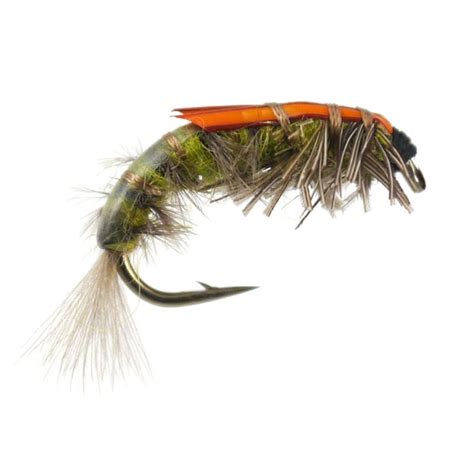 Hydropsyche Larva 2 19