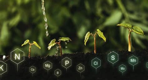Integrated Nutrient Management And Its Role In Sustainable Agriculture Agmatix
