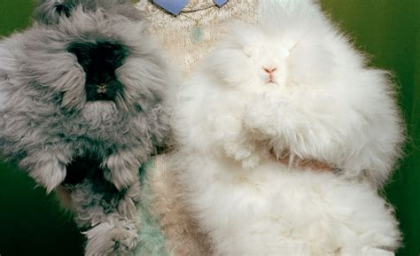 Angora Rabbit Wool
