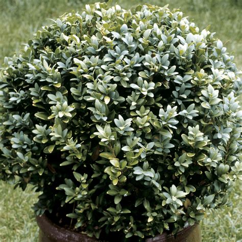 Buis Faulkner Microphylla Buxus Microphylla ‘faulkner Buis Commun
