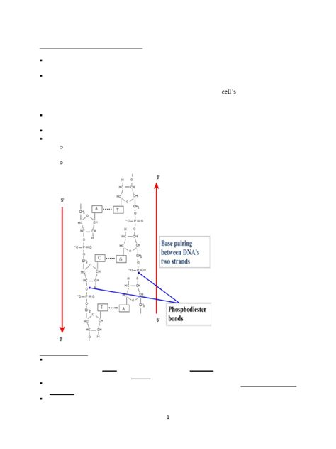 Lecture 8 Dna Replication Pdf Dna Replication Dna