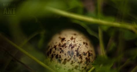 Фотография Яйцо Чайки Малой Hydrocoloeus Minutus Egg Пикабу