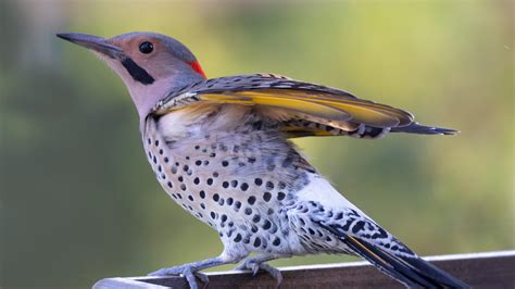 Northern flicker a sight to behold