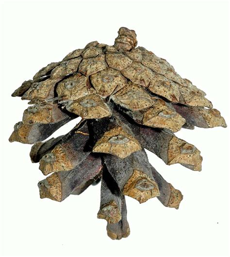 CABINET OF CURIOSITIES A Tree Spotter S Guide To Conifer Cones