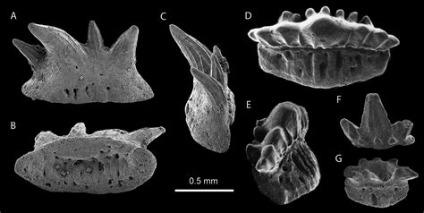 Devonian Sharks