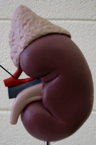 Anatomy Lab Urinary System Flashcards Quizlet