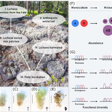Graphical Summary Of The Field Experiment A The Lichen Species Used